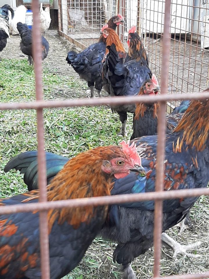 Сельскохозяйственные животные