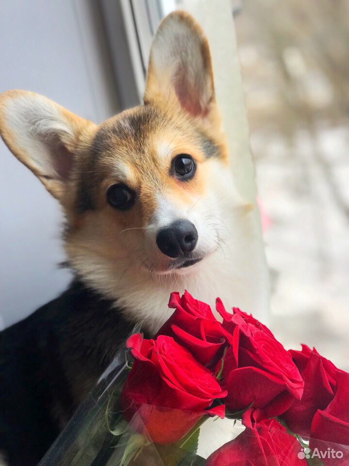 Вельш Корги Пемброк