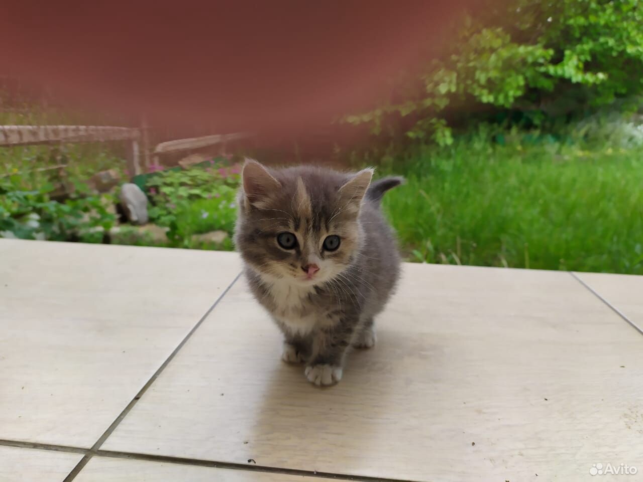 Ваше Нежнейшество Крошка Надин