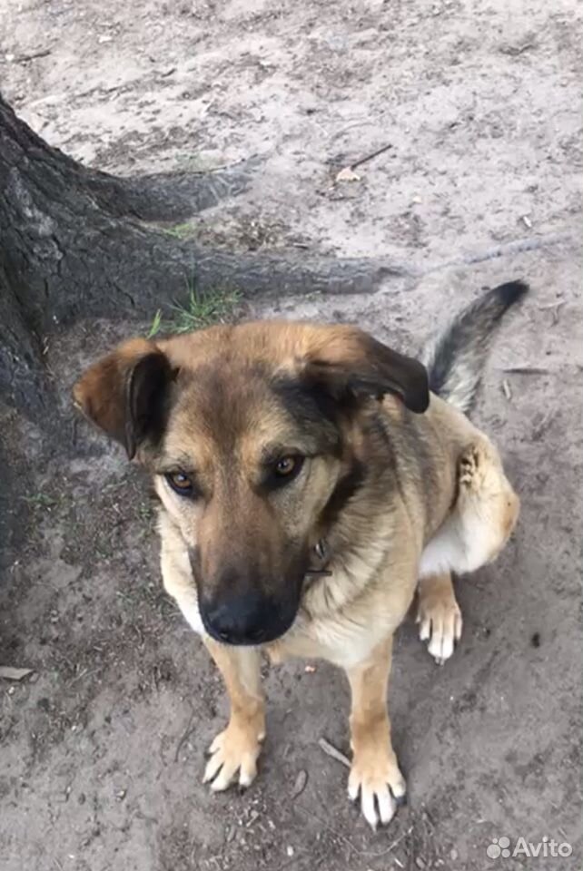 Щенок молодая Собака бесплатно в дар в добрые руки