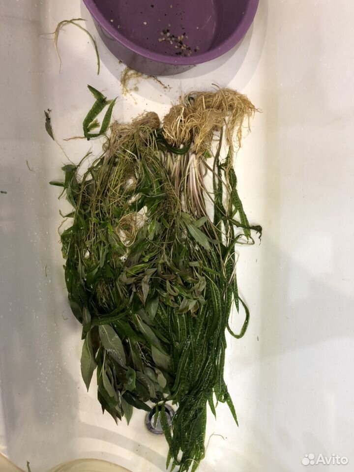 Растения в аквариум