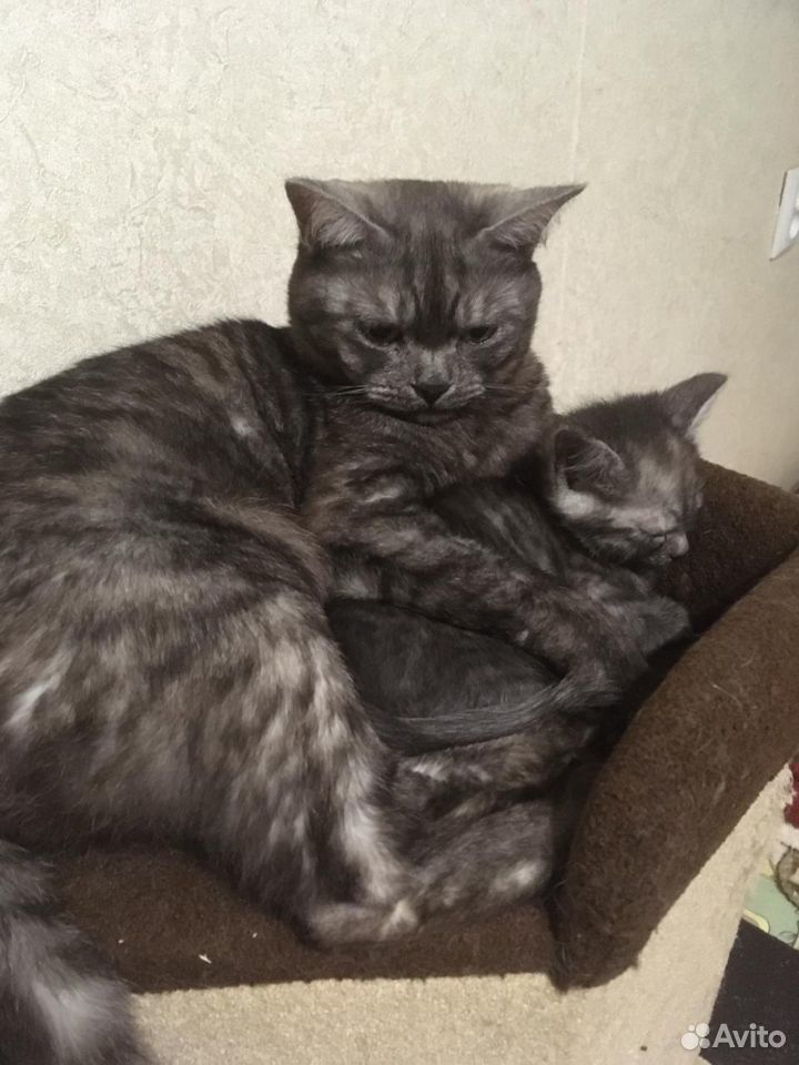 Британские котята