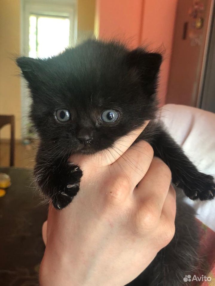Котята черные