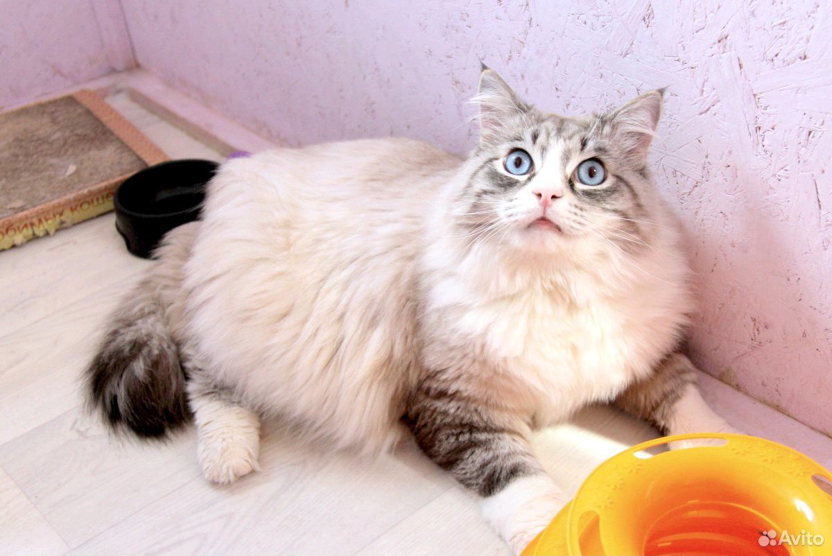 Кальвадос. Шикарный огромный котище 3 года