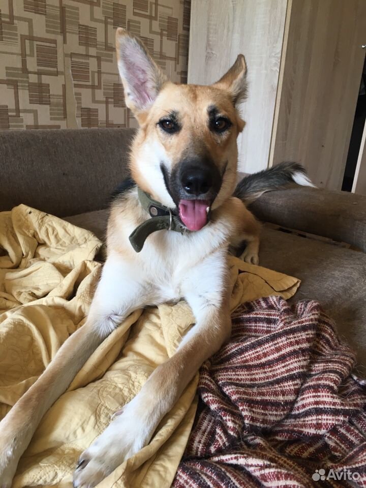 Малышка Фиона в добрые руки