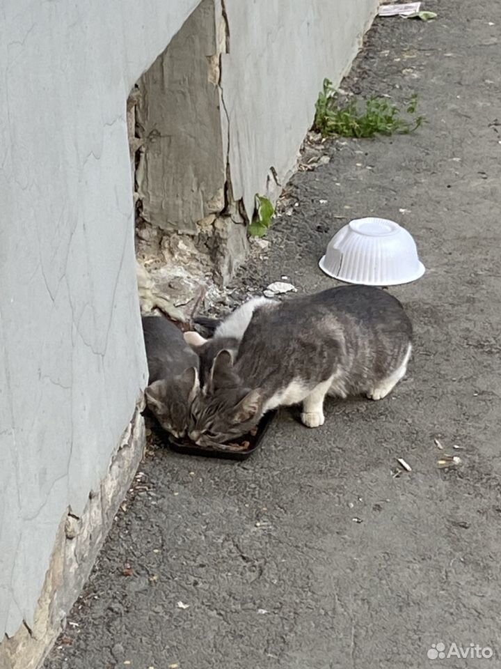 Мама Кошка и озорные малыши