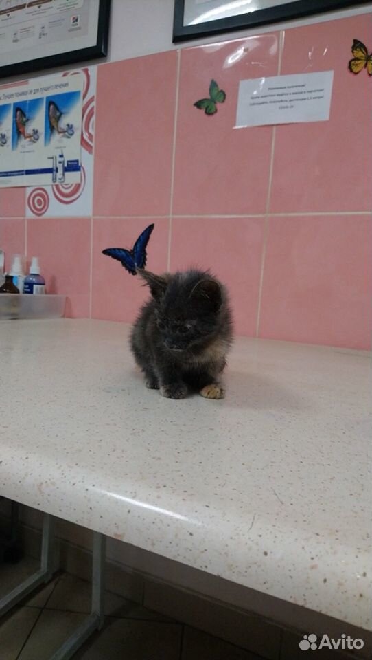 Глаша ищет ручки