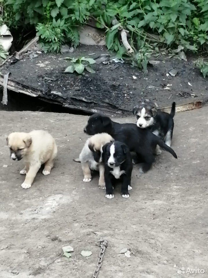 Щенки