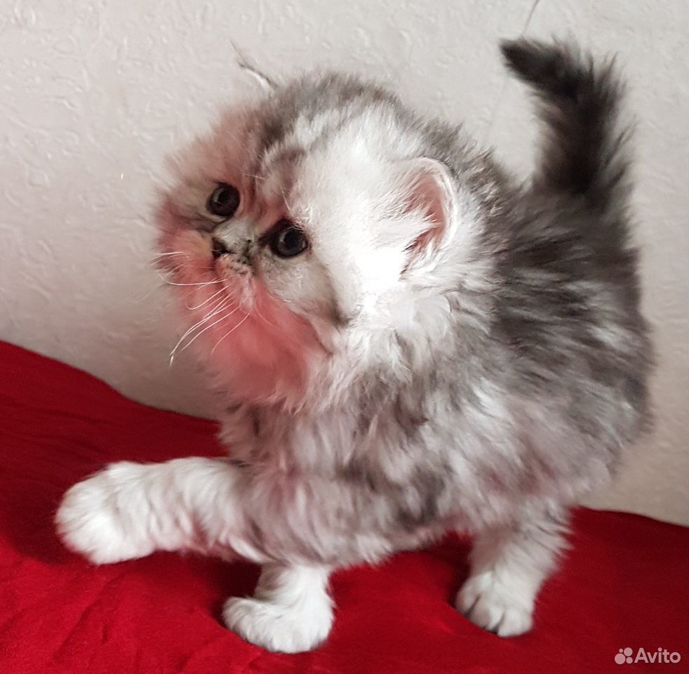 Персидский мальчик