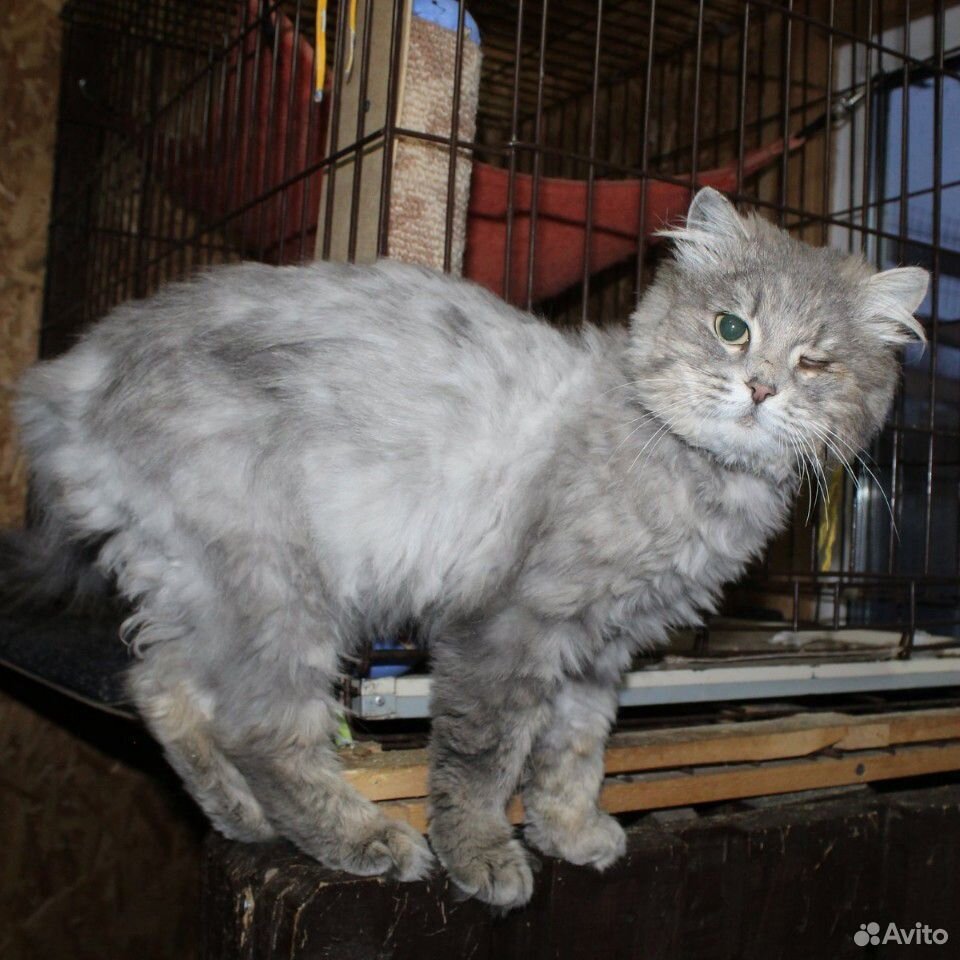 Одноглазый кот из приюта