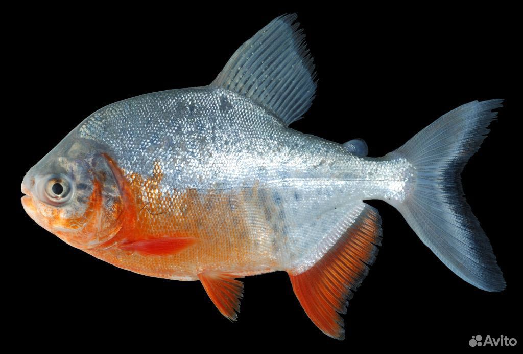 Краснобрюхий Паку рыбка 8-9 см