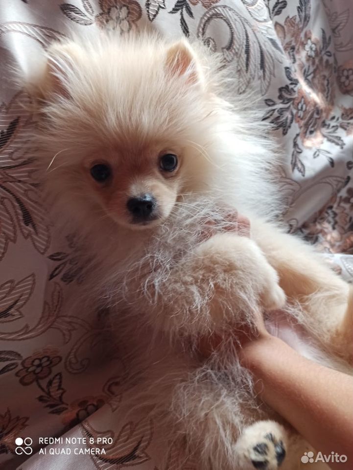 Щеночки колобочки