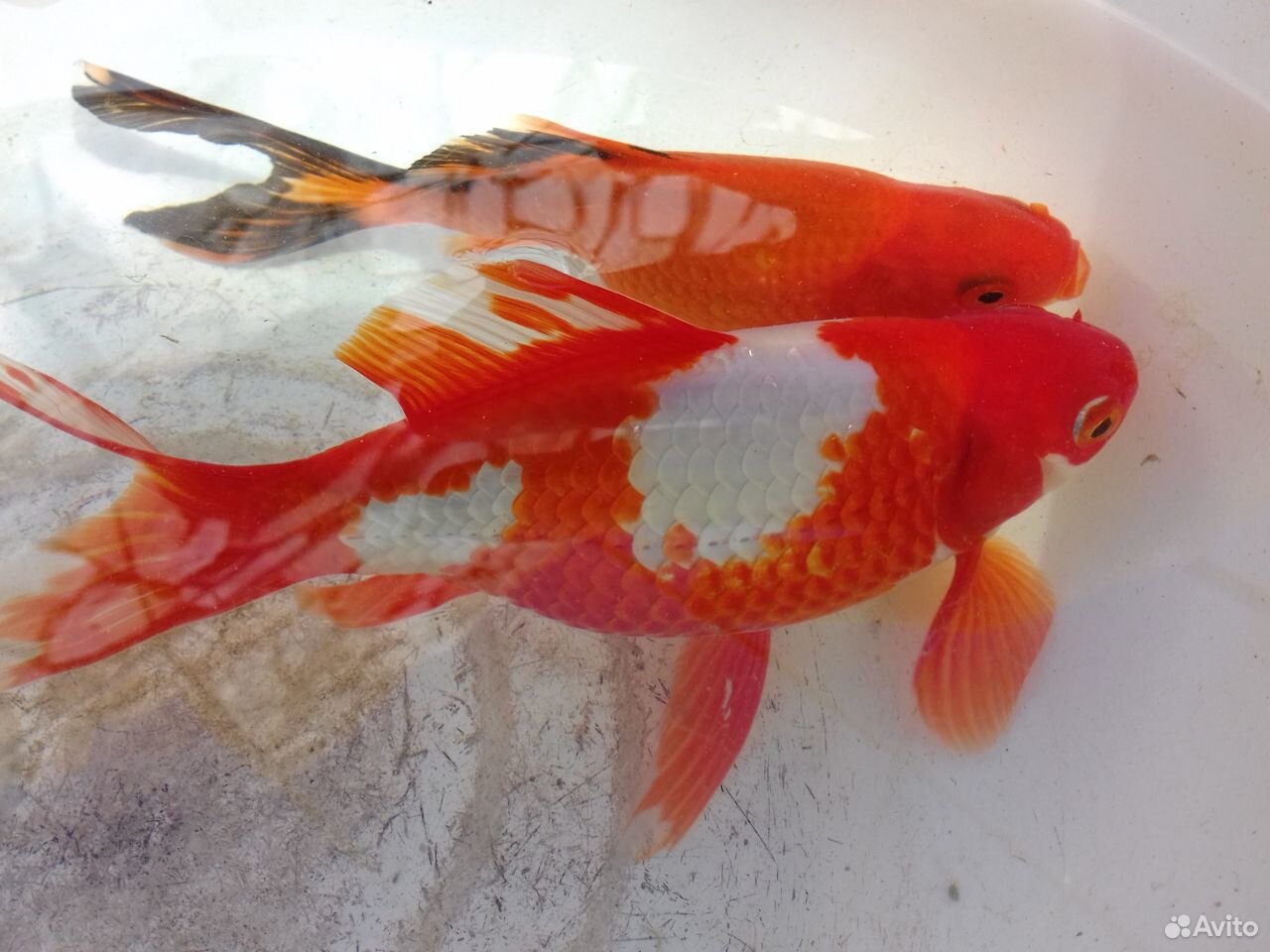 Рыба для пруда