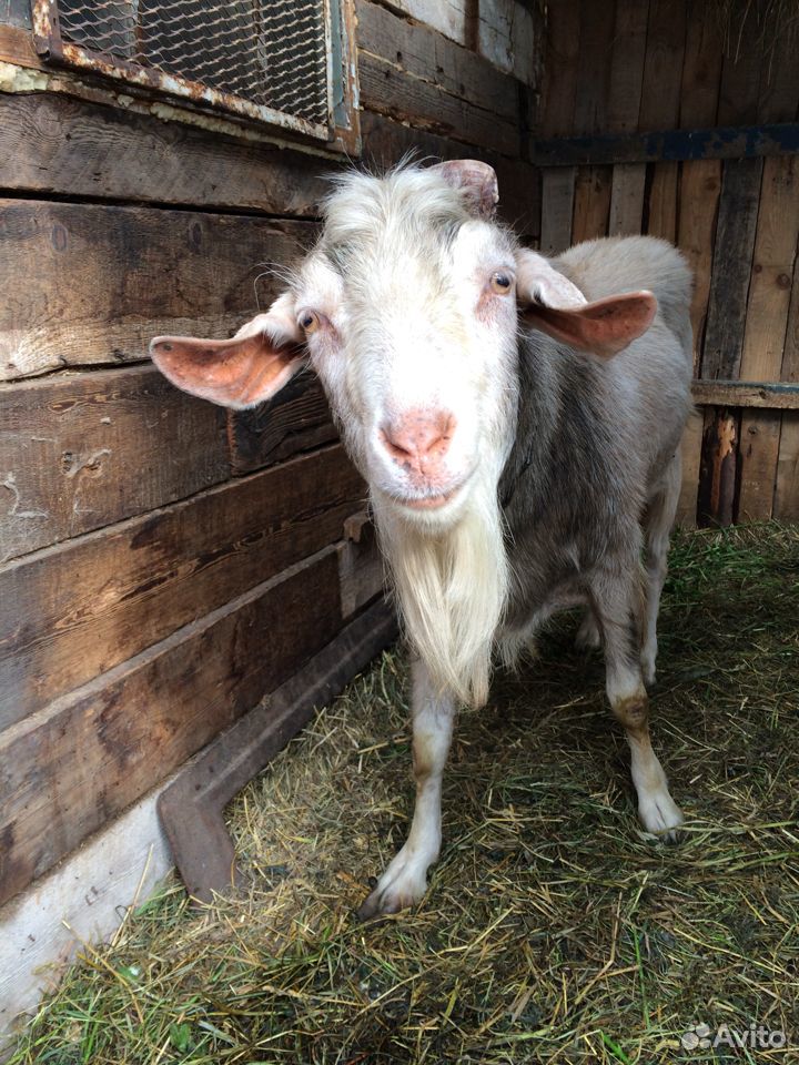 Продам козла
