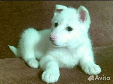 Щенки от лайки