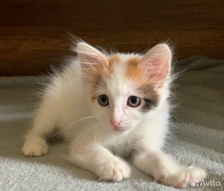 Кошка