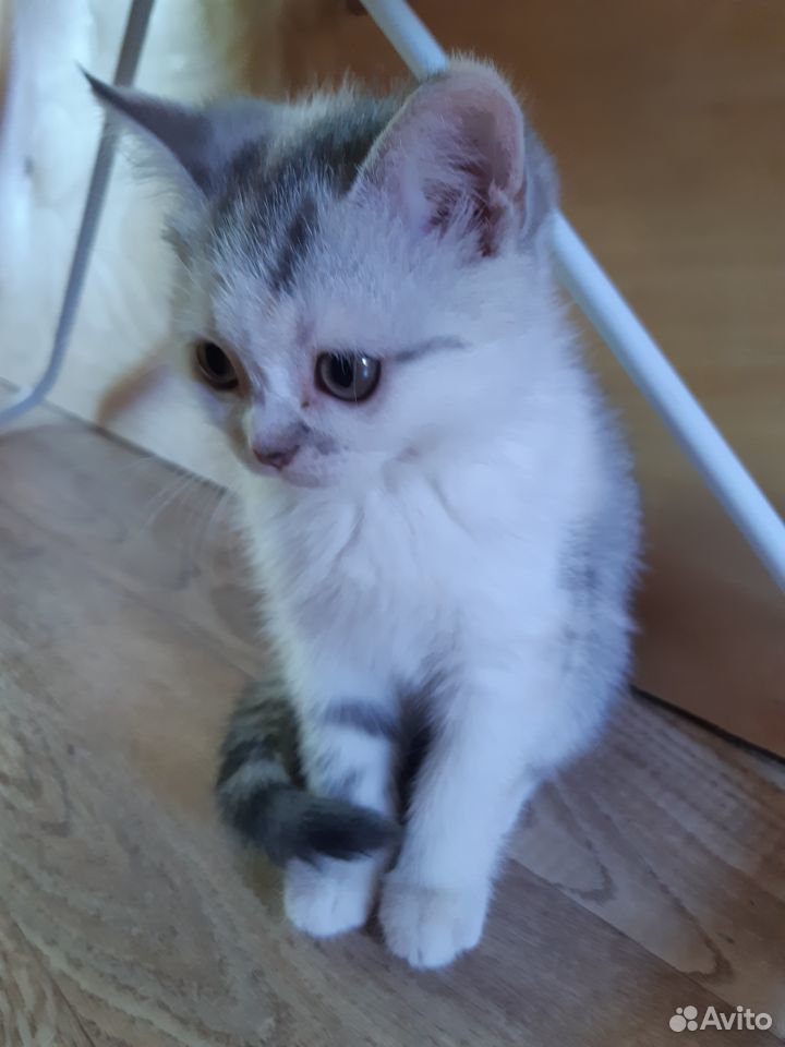 Британская кошечка