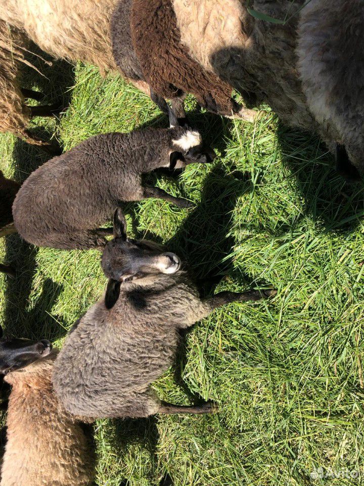 Романовские овцематки