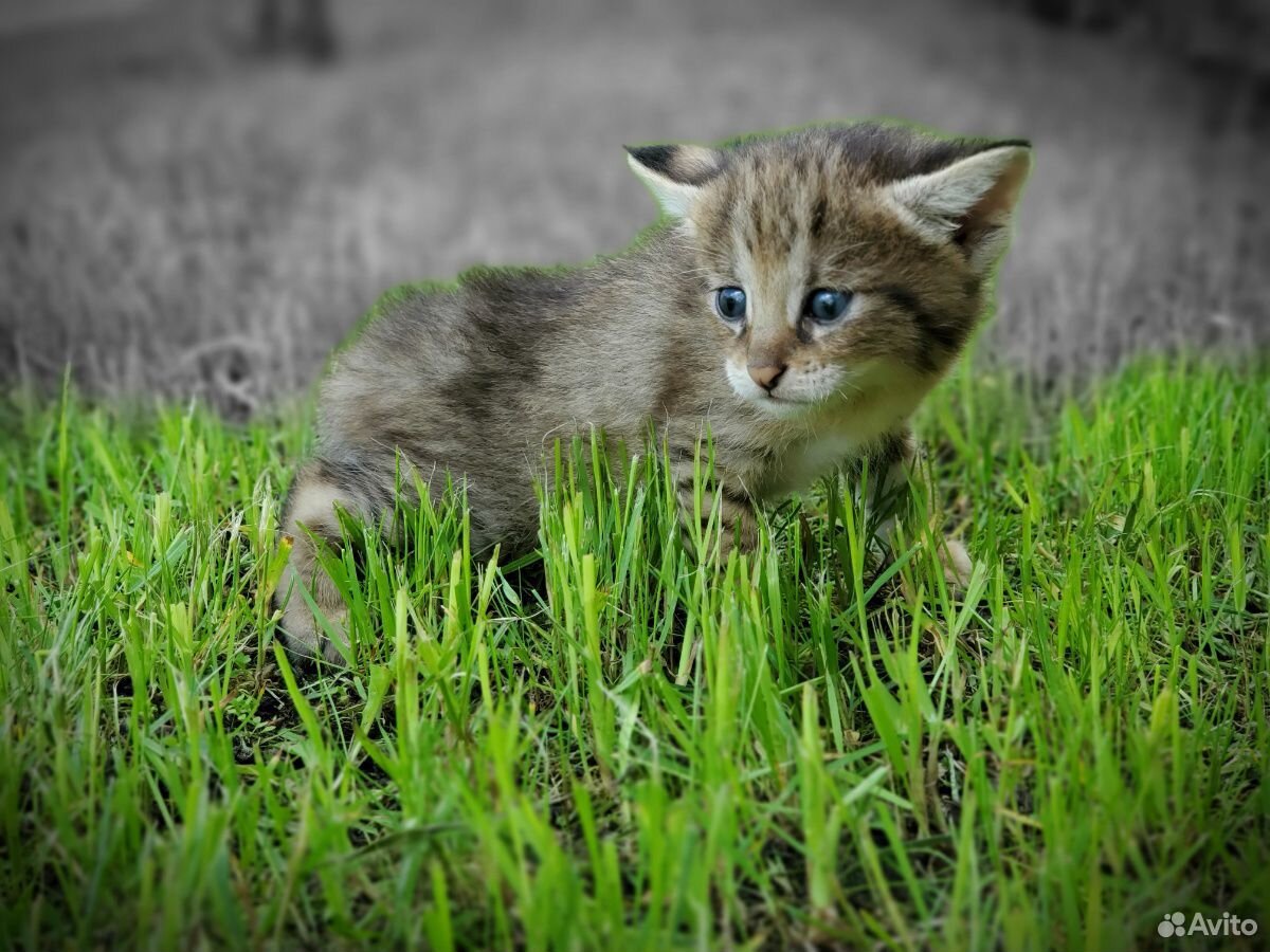 Кошка чаузи ф1