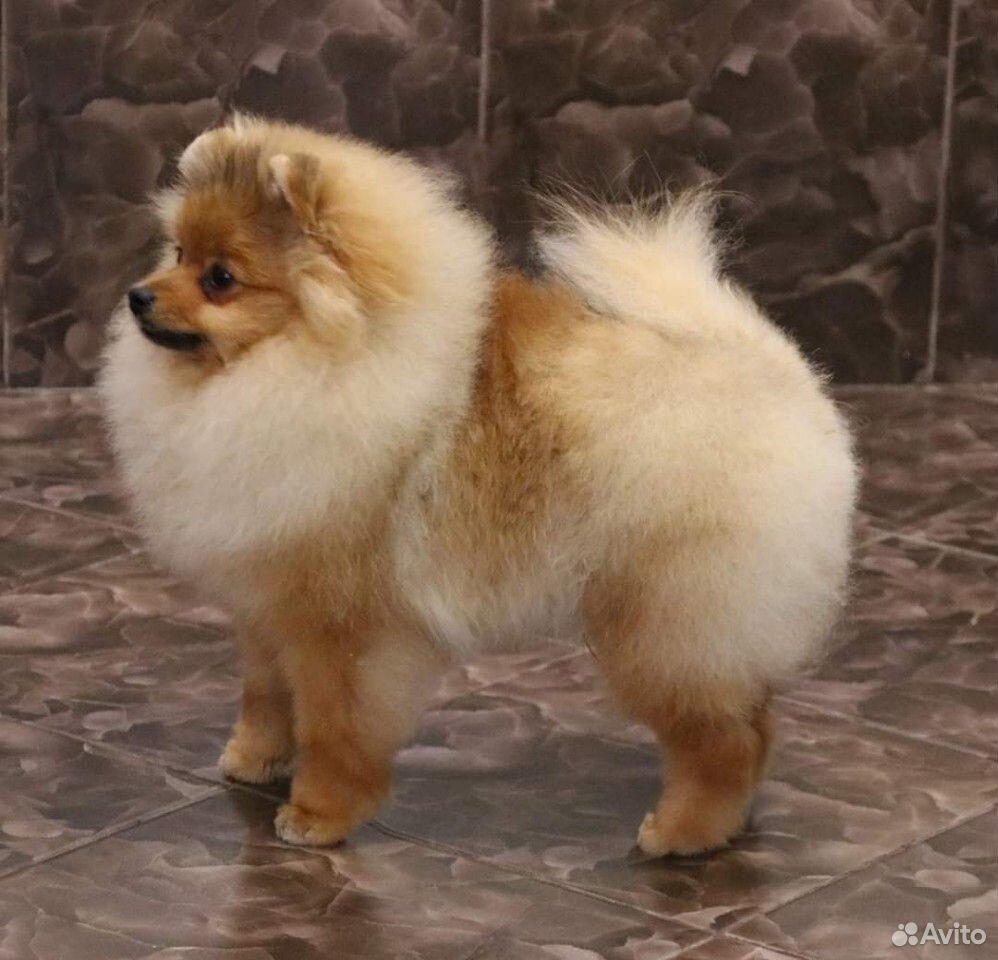 Малый немецкий шпиц, мальчик рост 25см, возраст 7