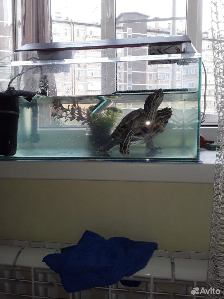 Сухопутная чепепаха