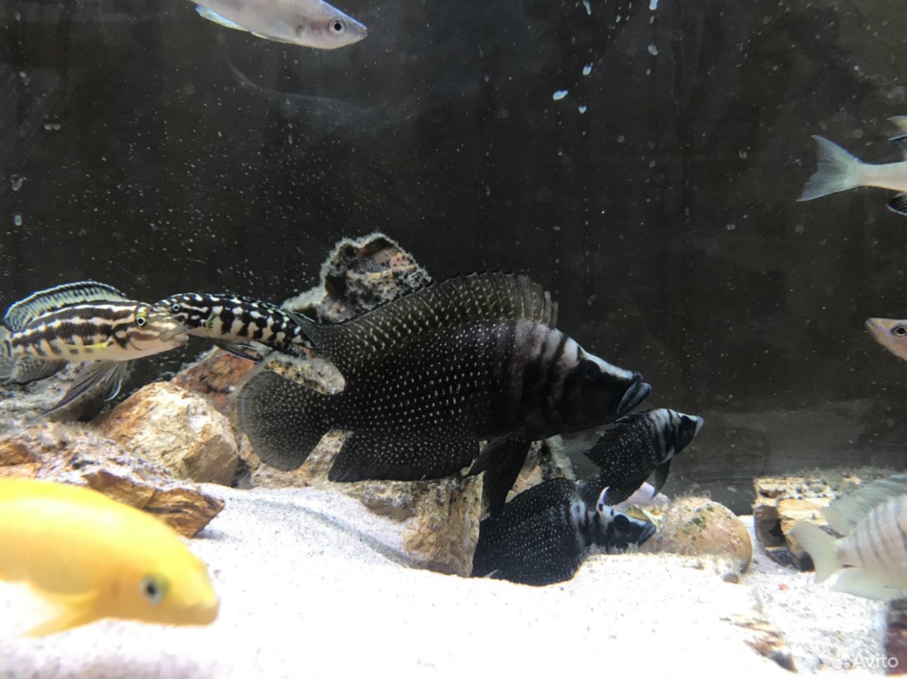 Танганика рыба кальвусы, ципрохромисы, юлидохромис