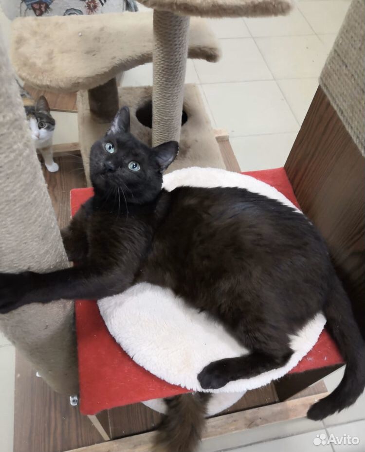Кот Алекс из котокафе