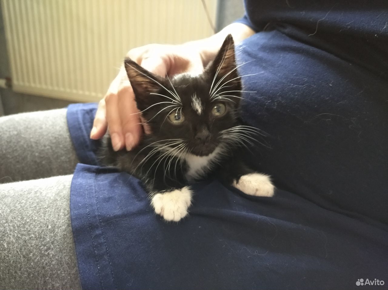 Котёнок в добрые руки