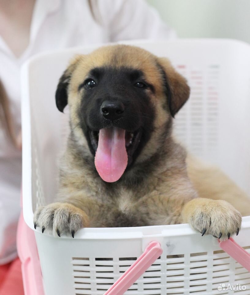 Медвежонок Барни