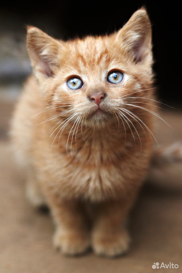 Мальчик Лексус, 2 месяца