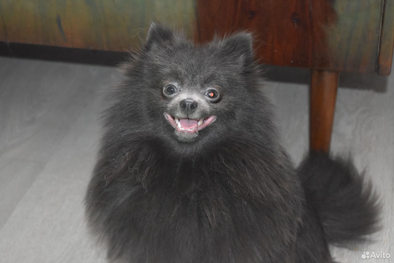 Шпиц - голубой мальчуган 9 мес