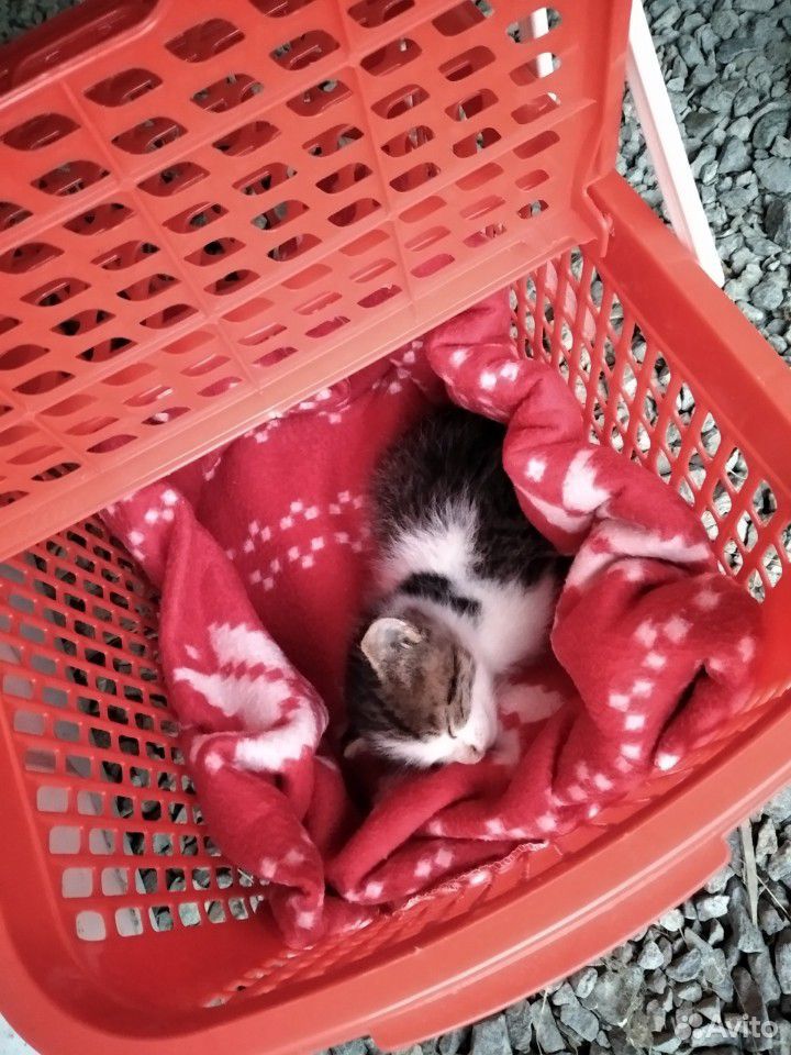 Котенок найденыш