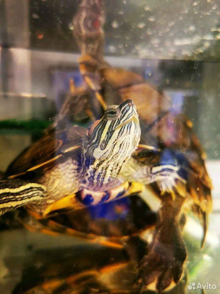 Красноухая пресноводная черепаха