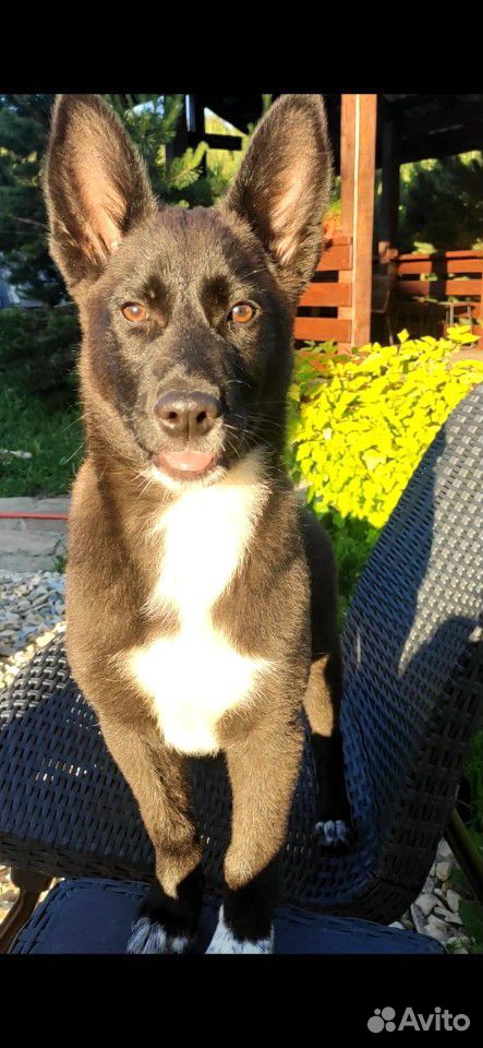 Щенок черный метис