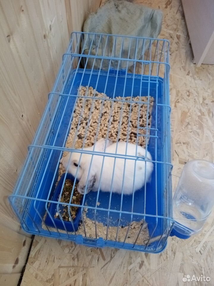 Продаем кролика