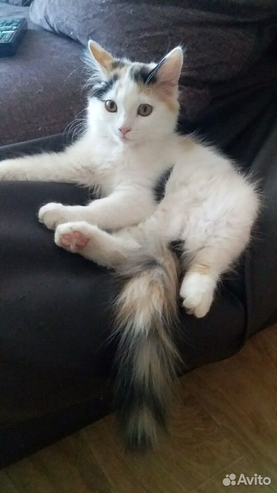 Кошка
