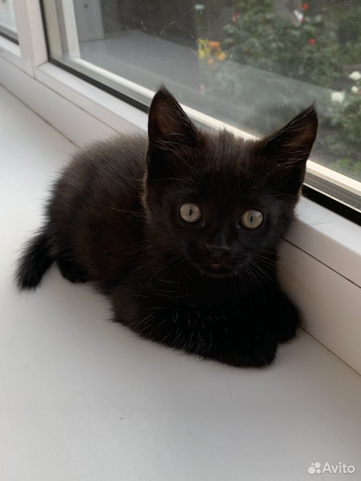 Котёнок