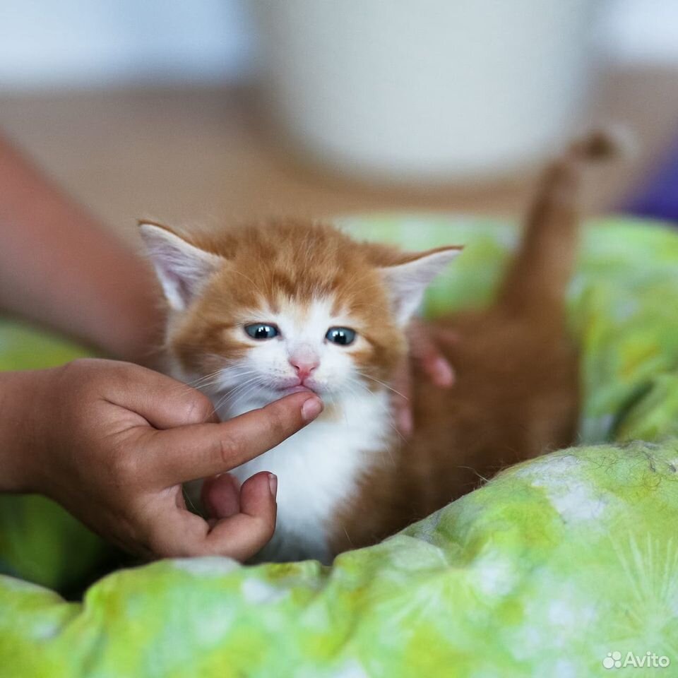 Ангельские котята ищут дом