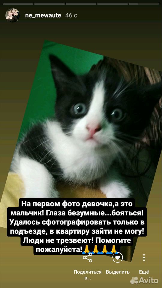 Отдам котят в хорошие руки Нужна помощь,за котятам