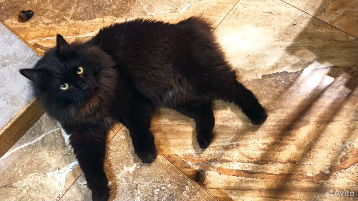 Кошка Курильский бобтейл