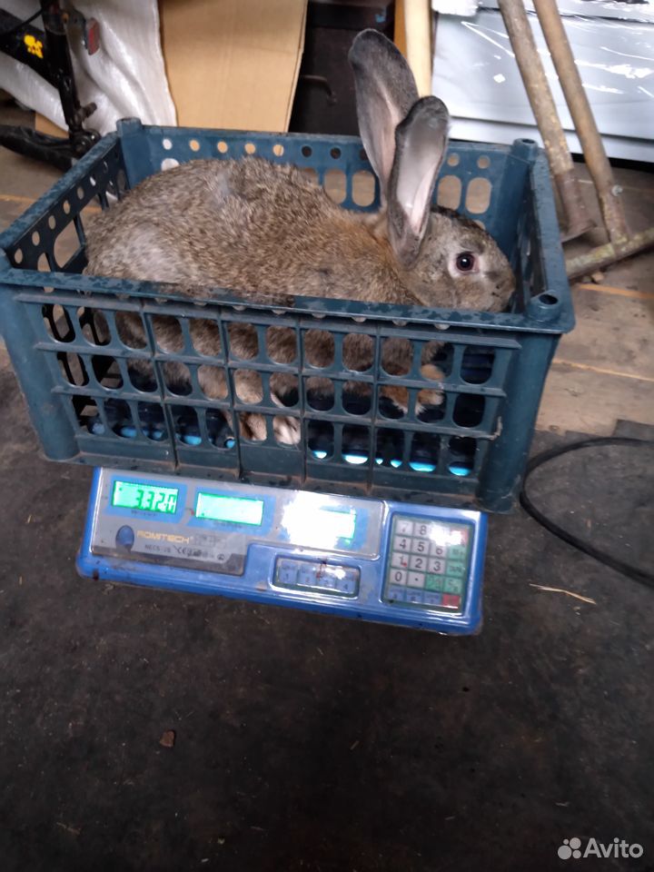 Кролики помесные