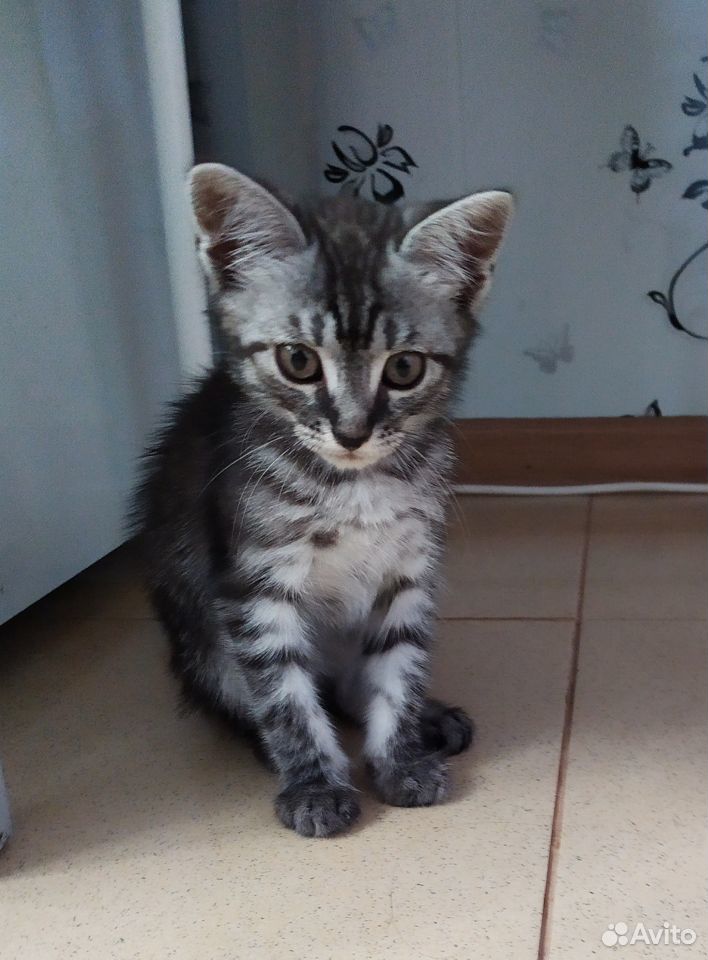 Котенок в добрые руки