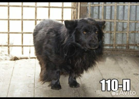 Собака небольшой мальчик 2 года