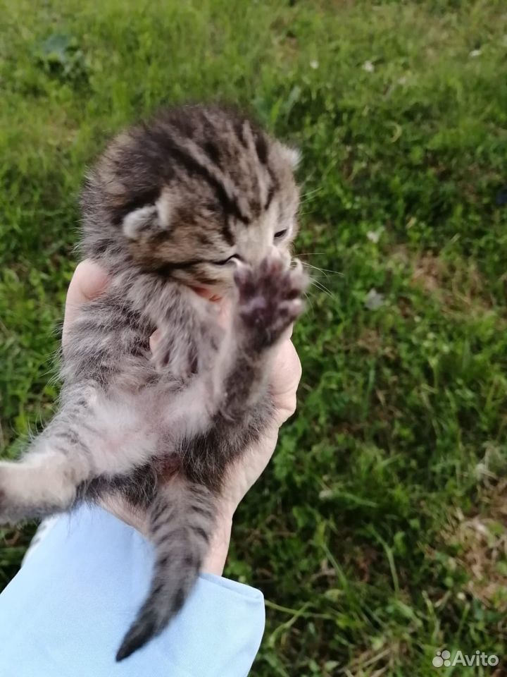 Котьки