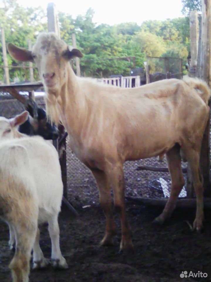 Продаётся нубийский козел