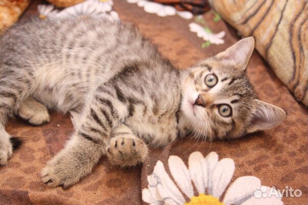 Котята