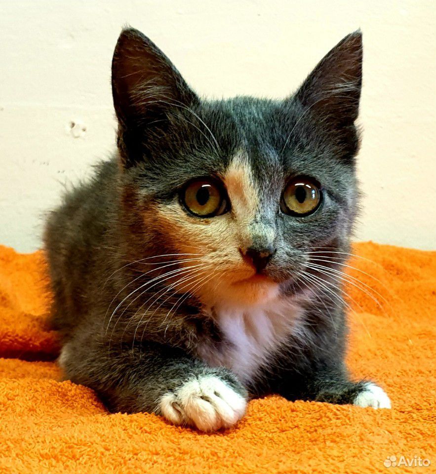 Кому Корицы