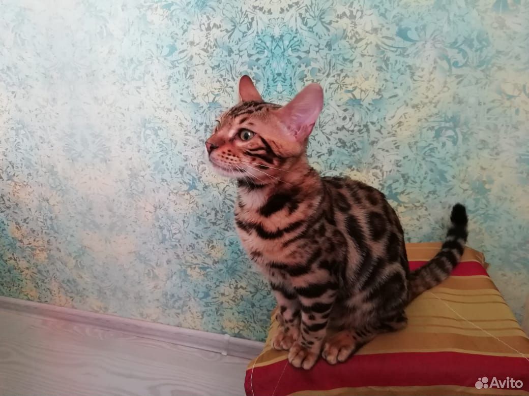 Вязка