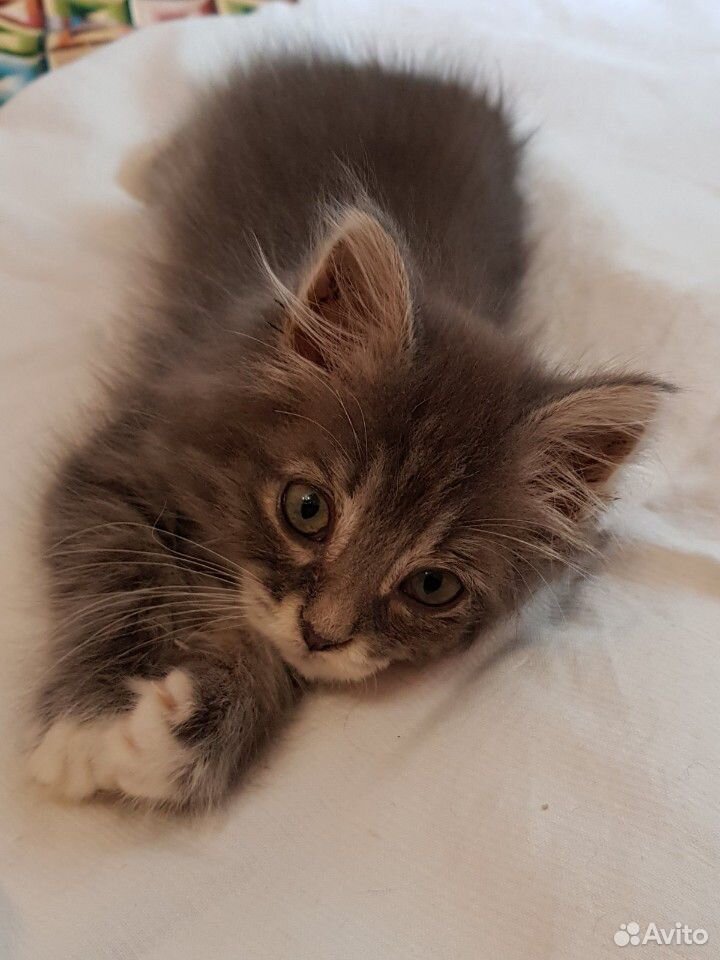 Ищет дом замечательный пушистик