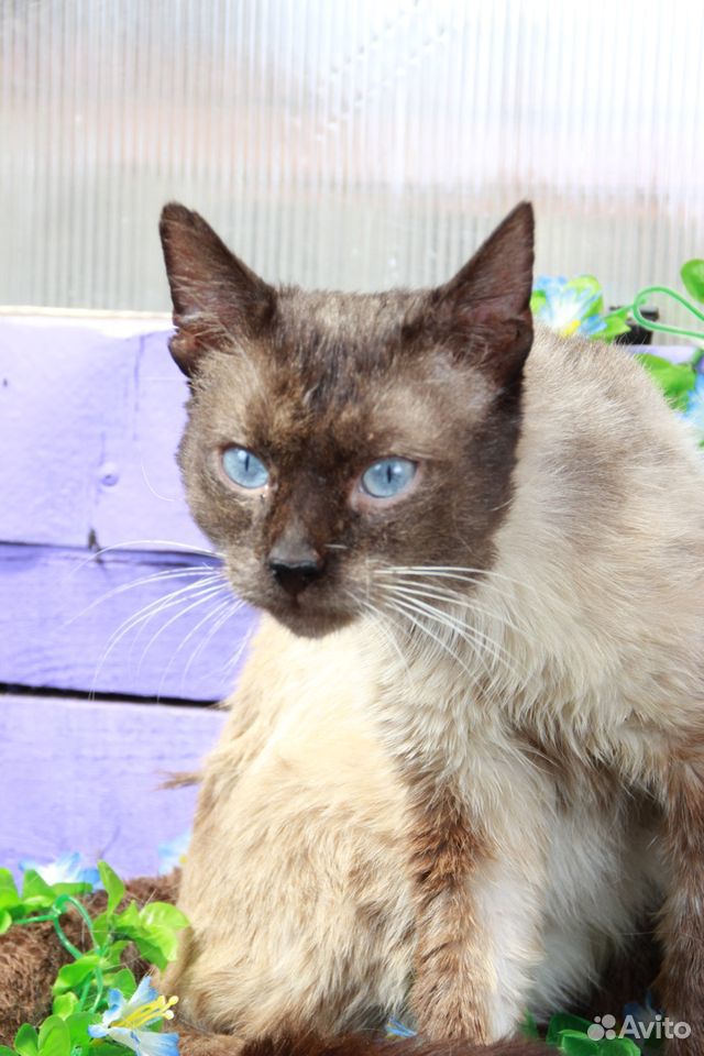 Славный красавчик в добрые руки Реда